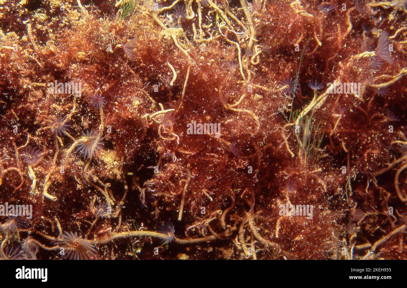 Fuzz Ball Algae, Symploca sp Stock Photo - Alamy
