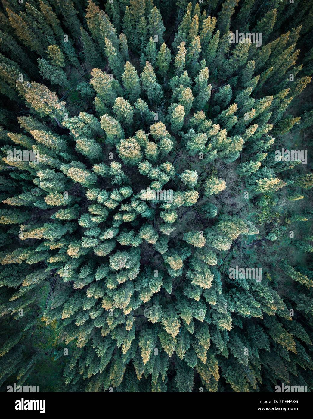 An aerial view of Spruce trees landscape Stock Photo - Alamy