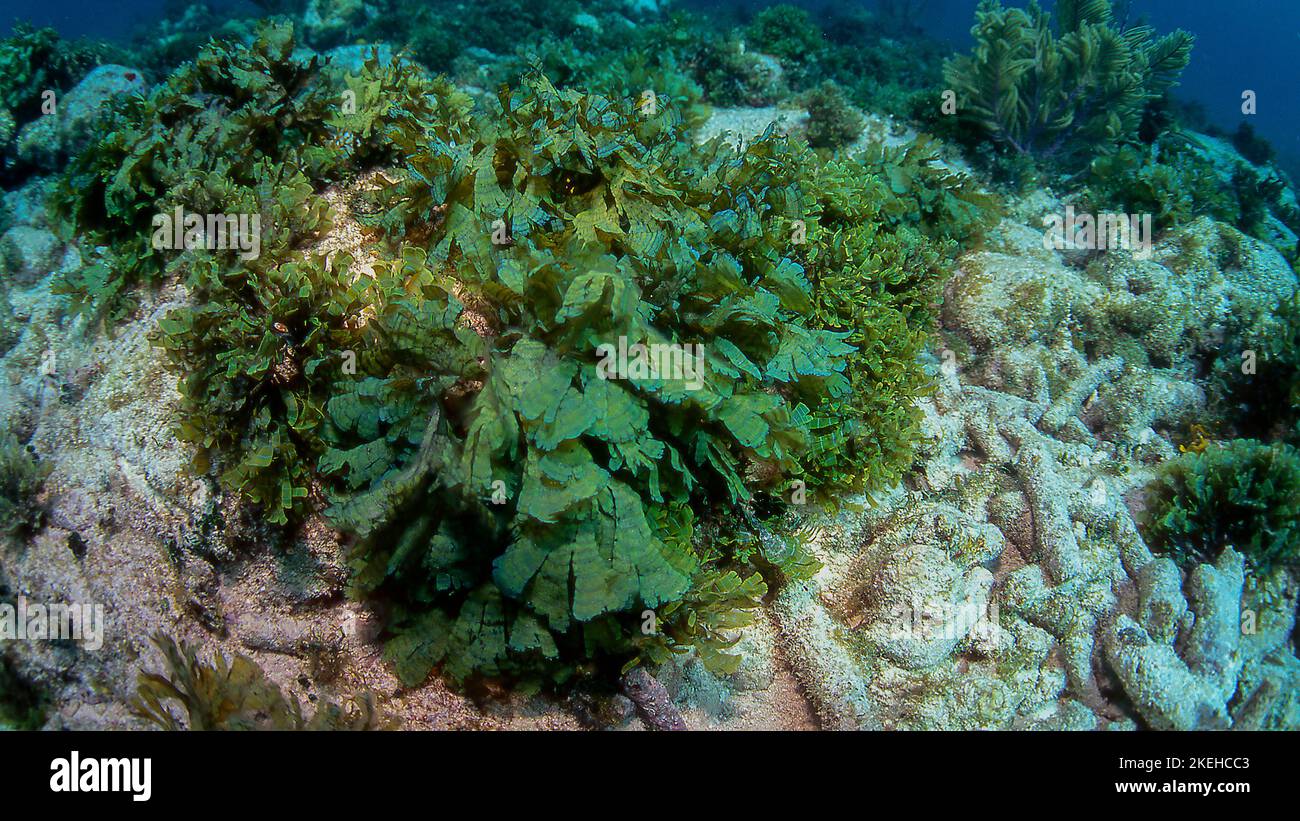 Leafy Flat-Blade Algae, Stypopodium zonale Stock Photo - Alamy