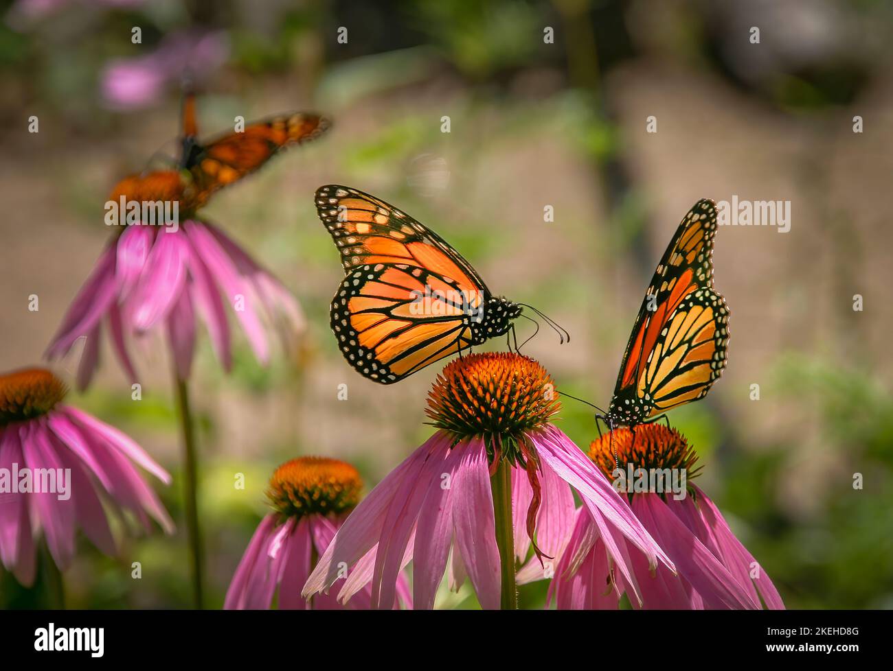 Monarch butterflies (Danaus plexippus) also known as Wanderer Butterfly ...