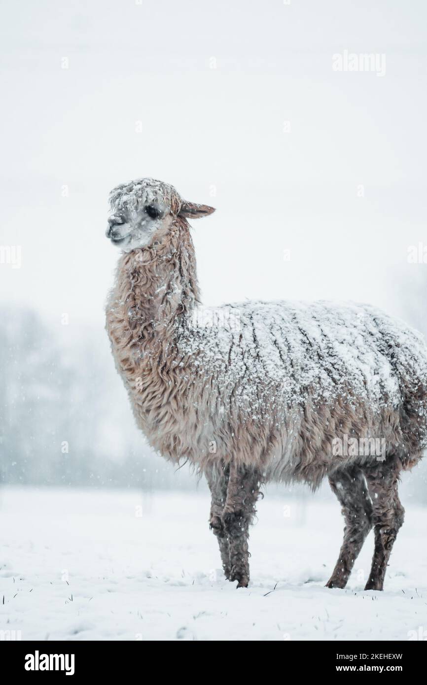 Animal frost hi-res stock photography and images - Alamy