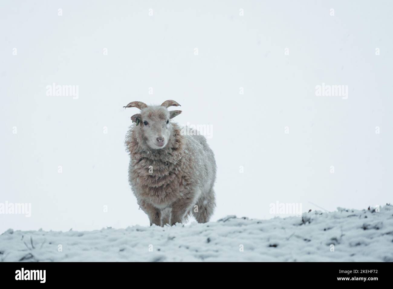 Sheeps in cold weather hi-res stock photography and images - Alamy