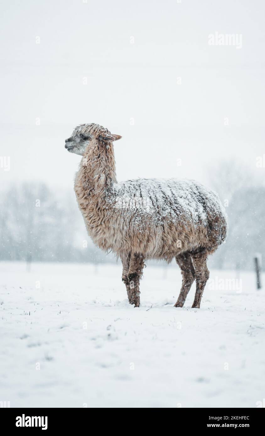 Animal frost hi-res stock photography and images - Alamy