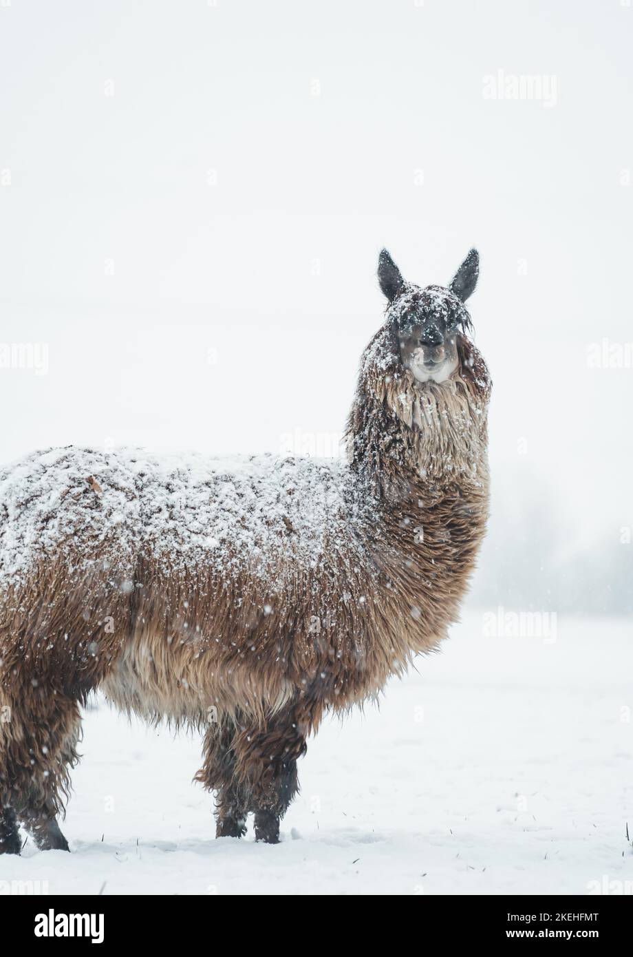 Alpaca covered in snow in the nature animal Stock Photo - Alamy