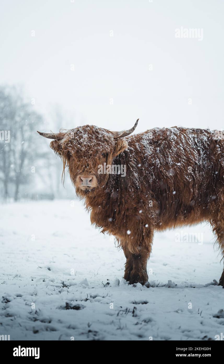 Scottish Highlander Cow Cattle covered with snow in nature 2022 Stock ...