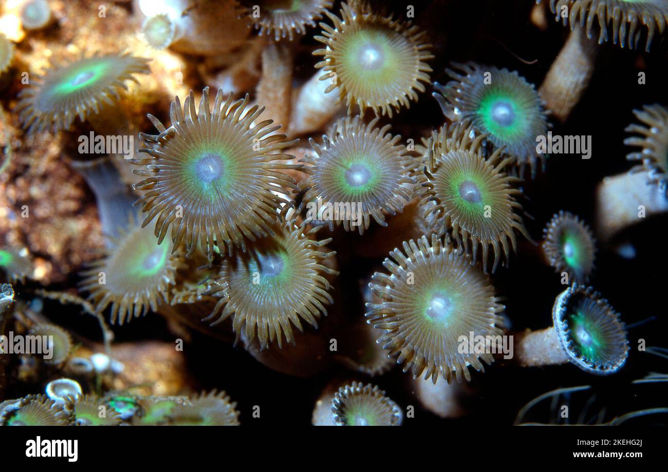 Zoanthids underwater, Palythoa sp Stock Photo - Alamy