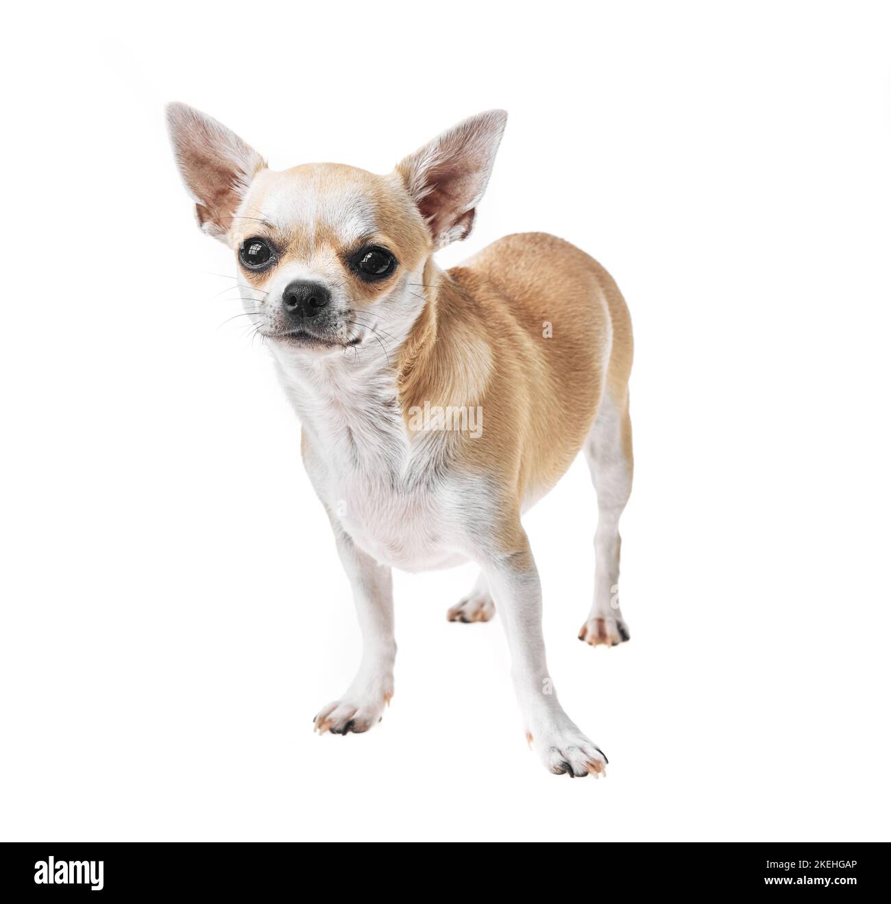 Beautiful and cute white and brown mexican chihuahua dog over isolated ...