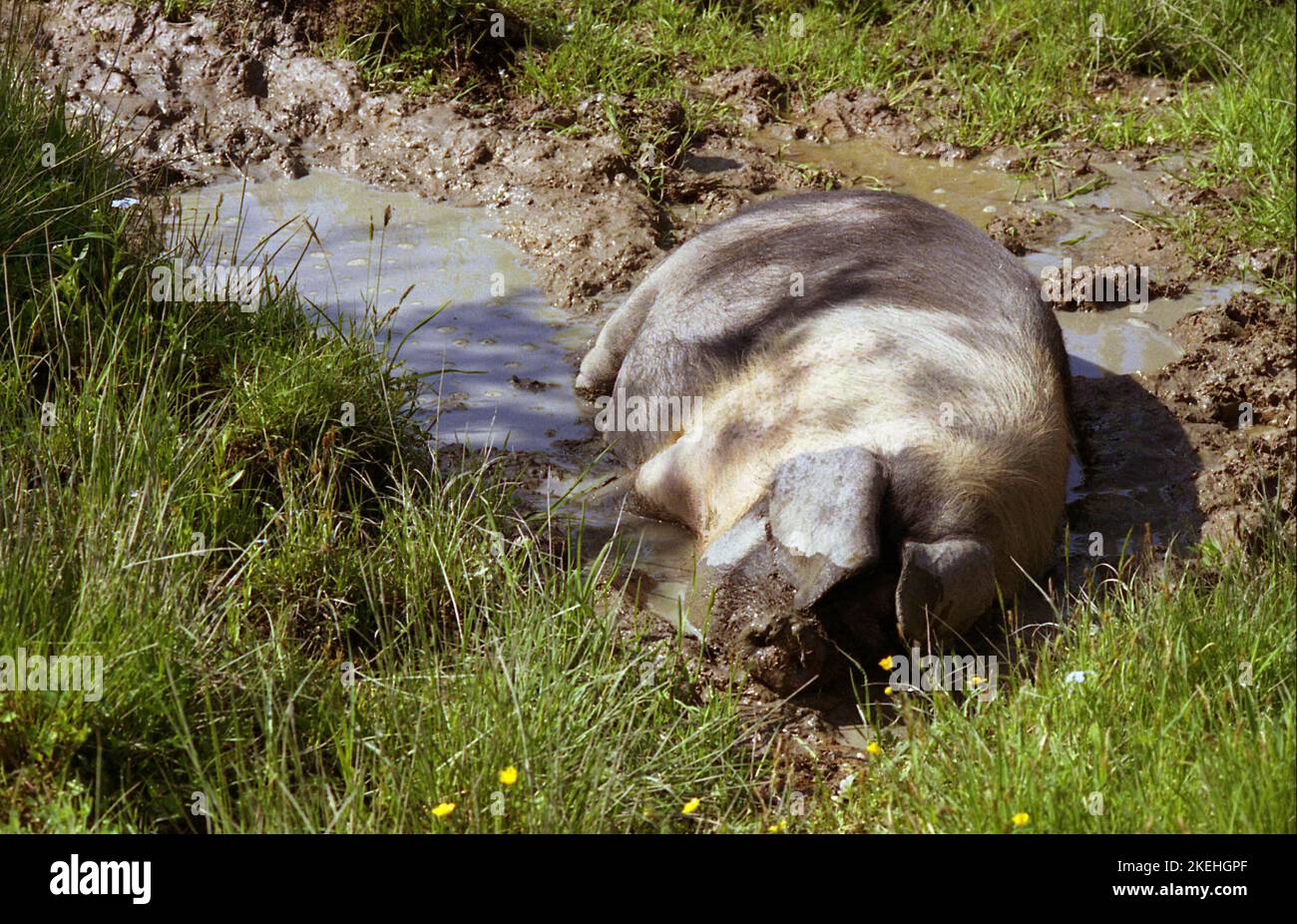 Domestic pig taking a mud bath Stock Photo - Alamy