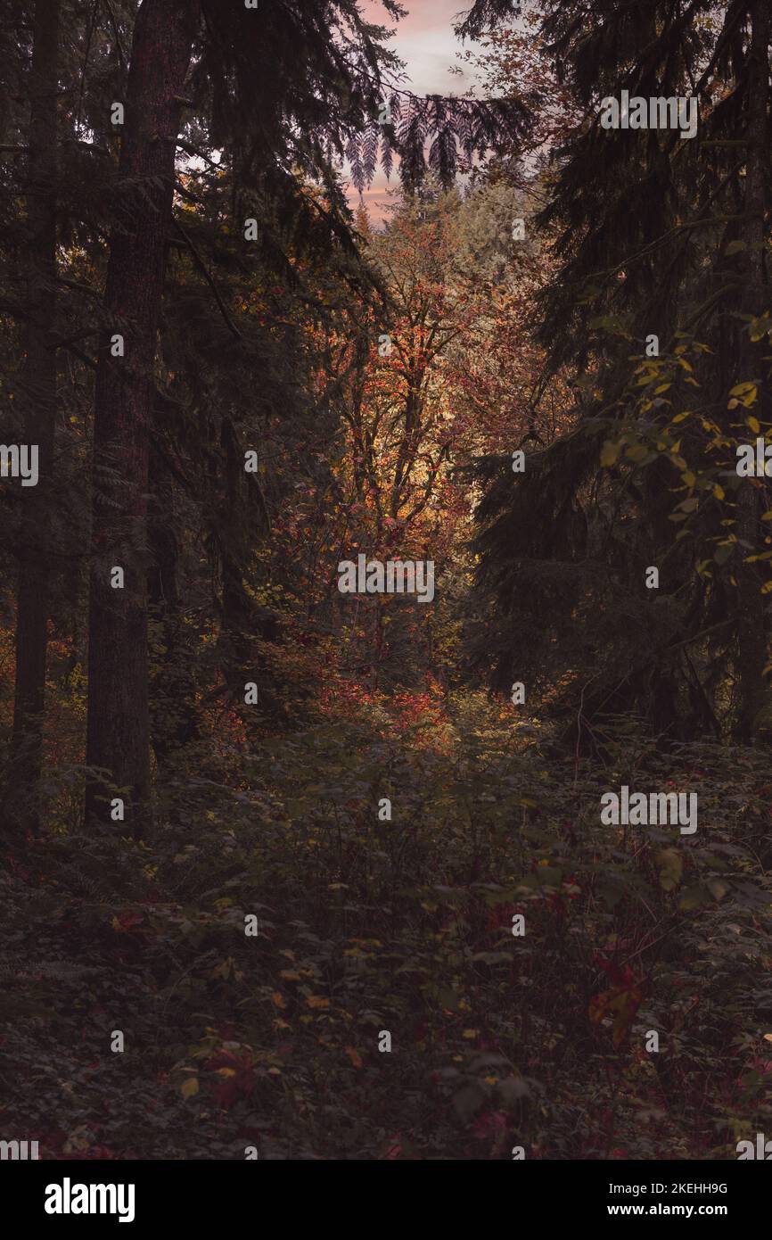 The forest in Seattle, Washington photo by Elmer franco Stock Photo - Alamy