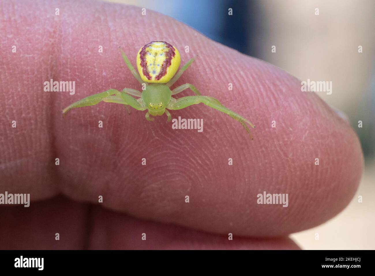 Flower or Crab Spider resting on person's finger Stock Photo - Alamy
