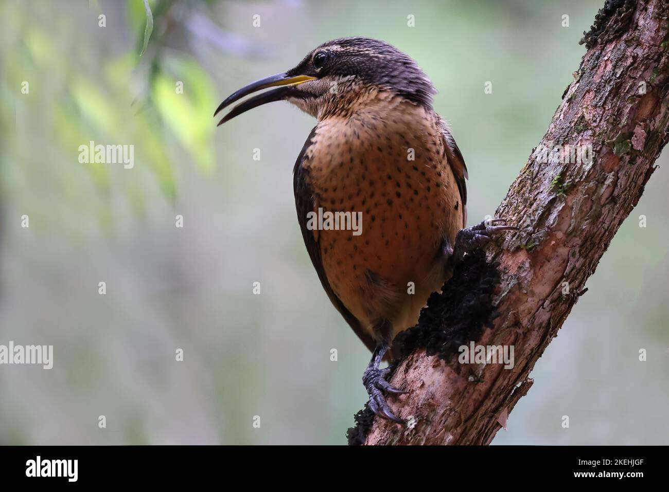 Victoria's Riflebird from Far North Queensland Australia Stock Photo ...