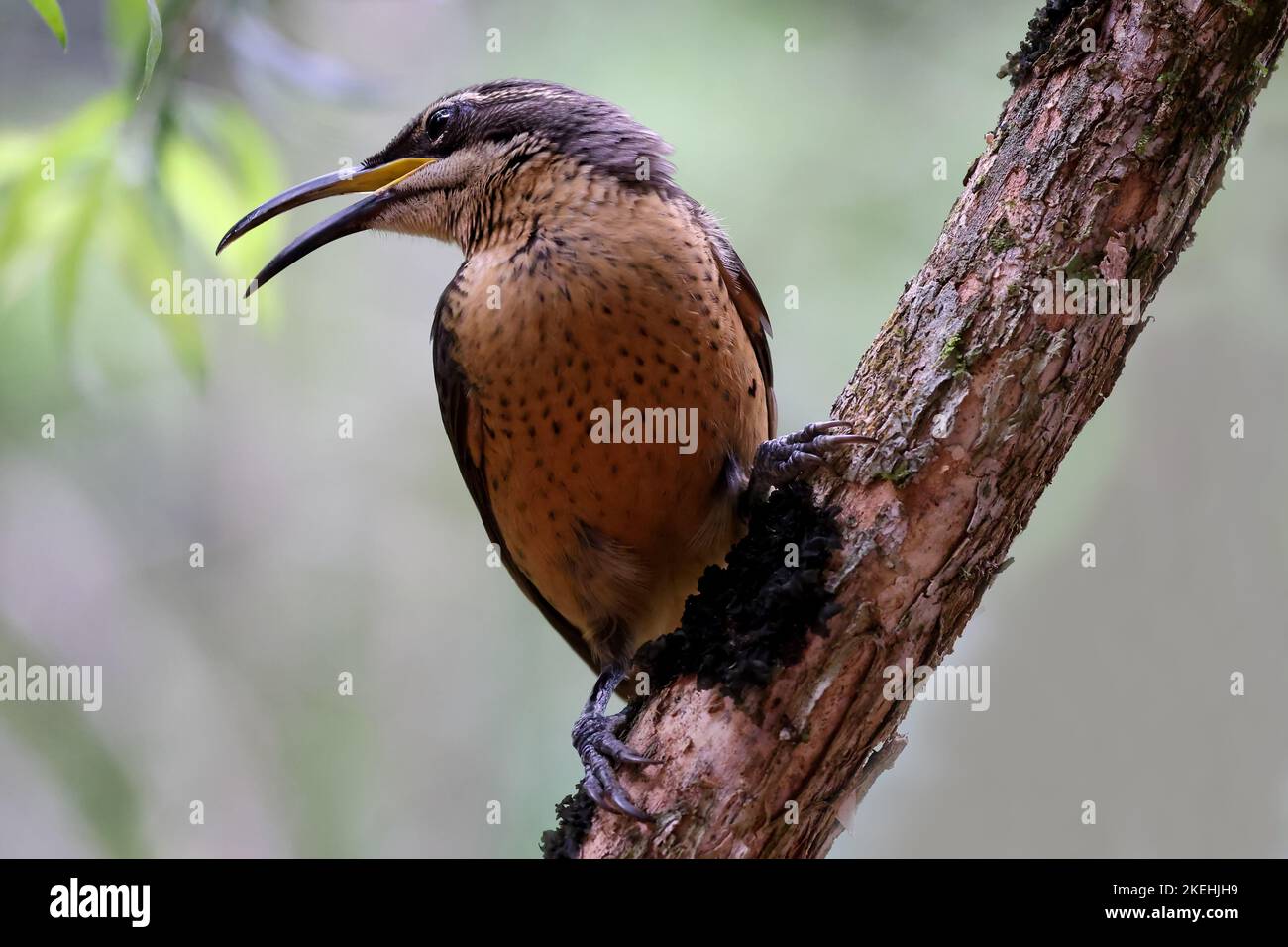 Victoria's Riflebird from Far North Queensland Australia Stock Photo ...