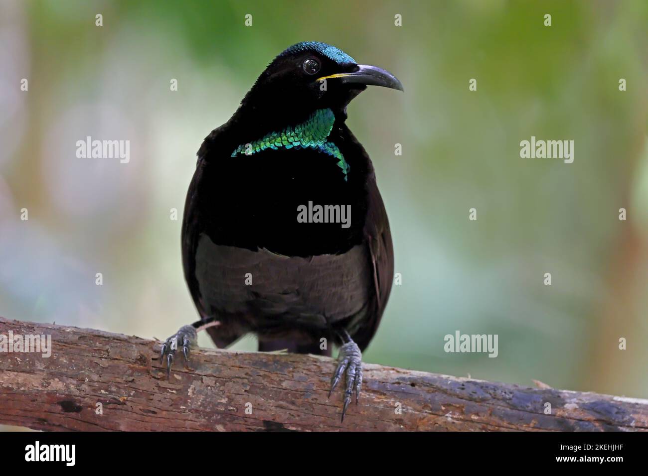 Male Victoria's Riflebird from Far North Queensland Australia Stock ...