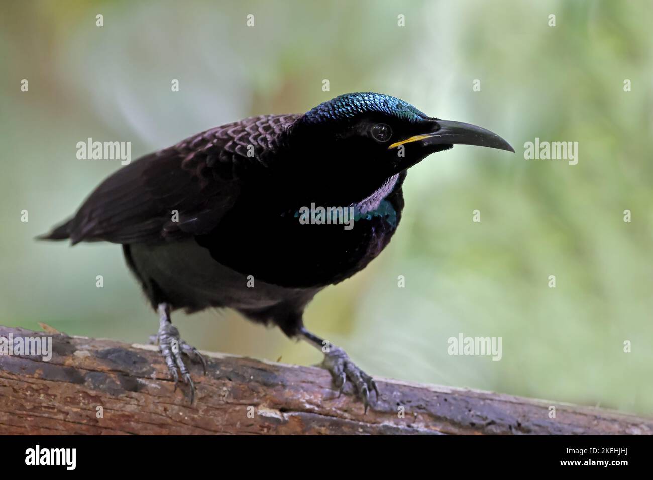 Male Victoria's Riflebird from Far North Queensland Australia Stock ...