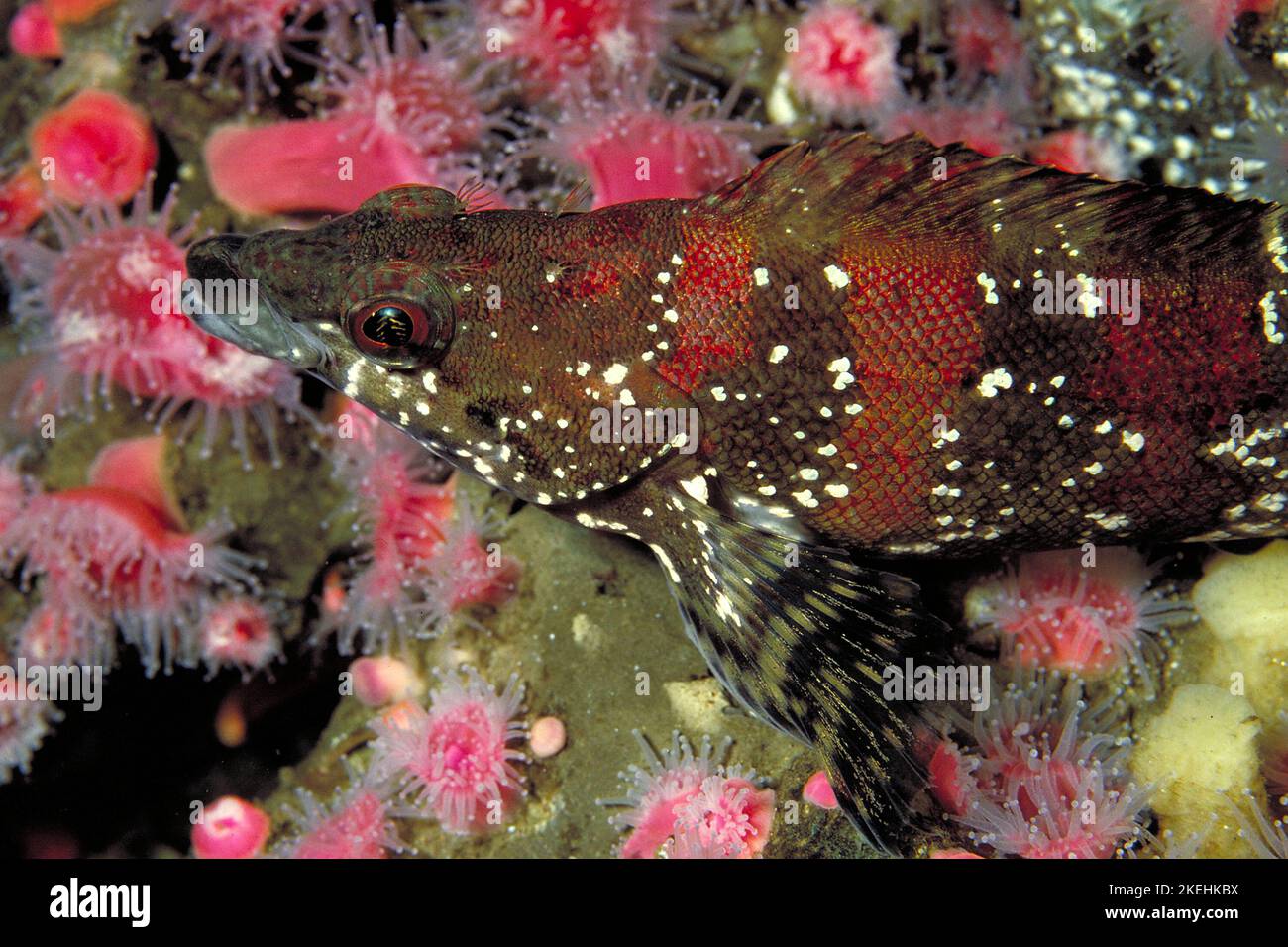 Painted Greenling fish underwater, Oxylebius pictus Stock Photo - Alamy
