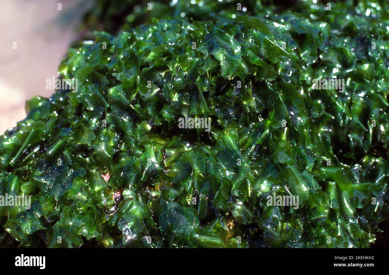 How To Grow Sea Lettuce at Evelyn Lowman blog