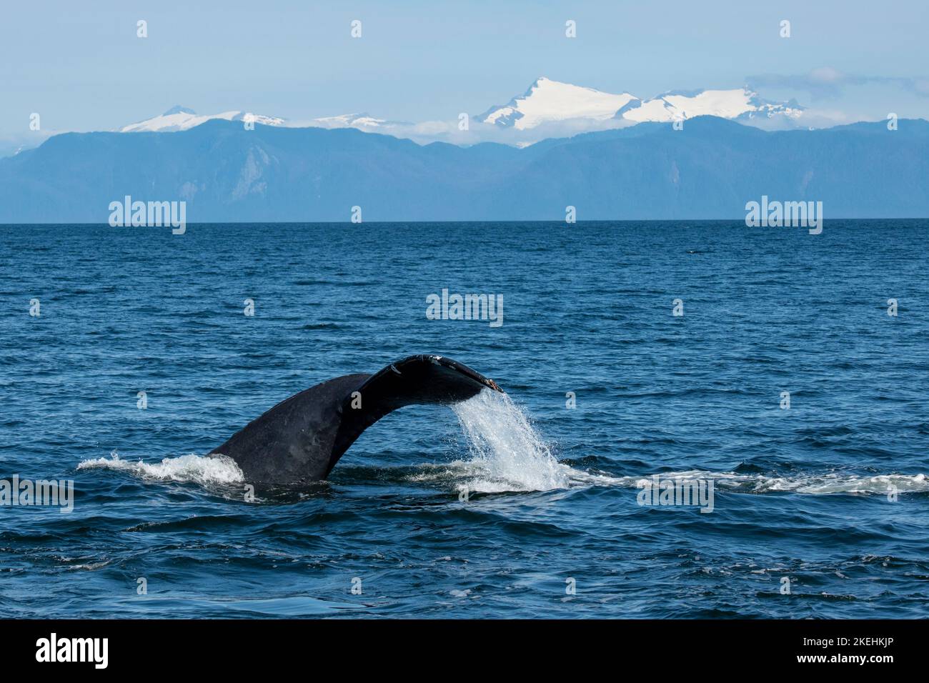 USA, SE Alaska, near Sail Island. Humpback whale (Megaptera ...