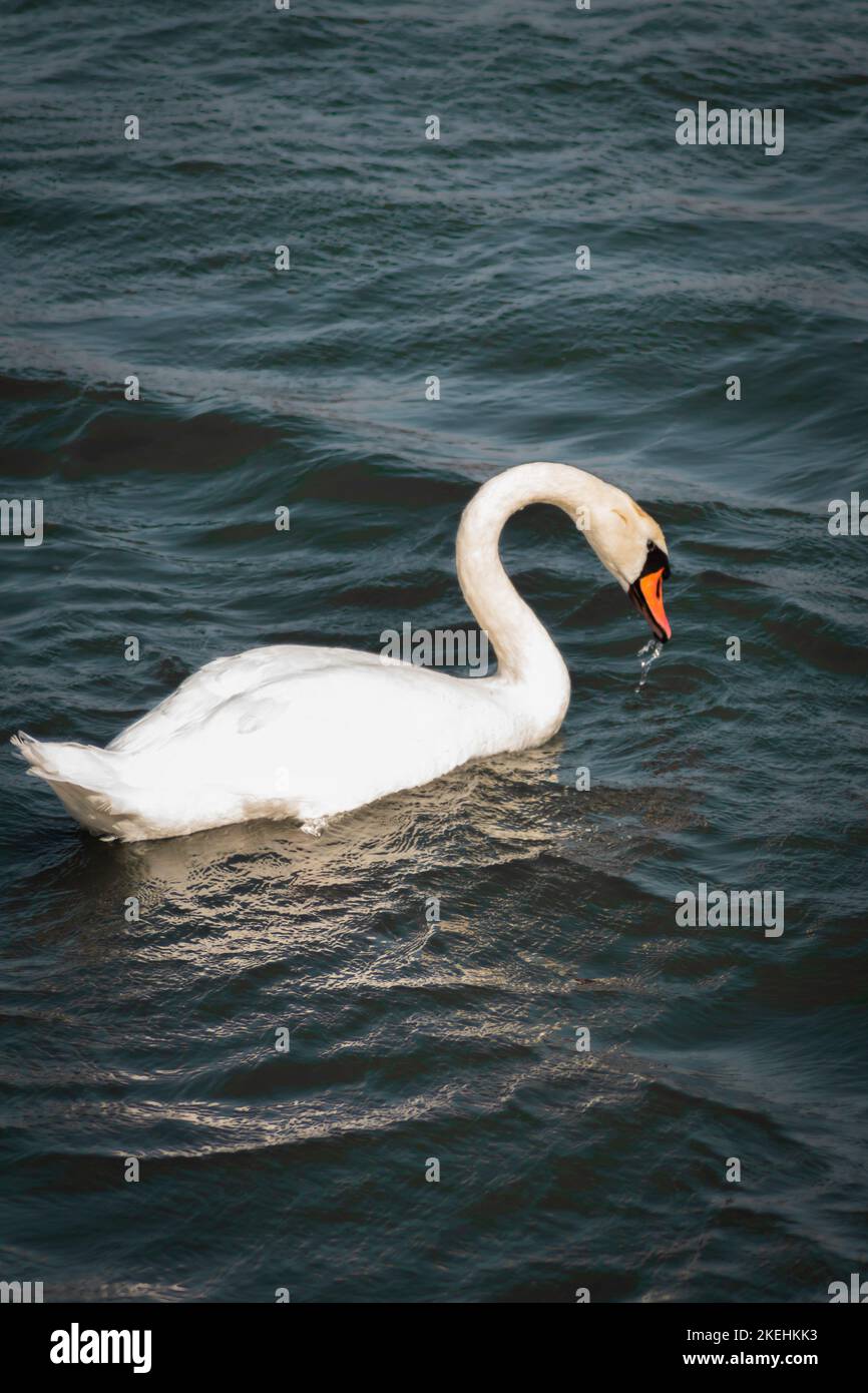 A vertical shot of a swan in the Black Sea of Romania with blurred ...