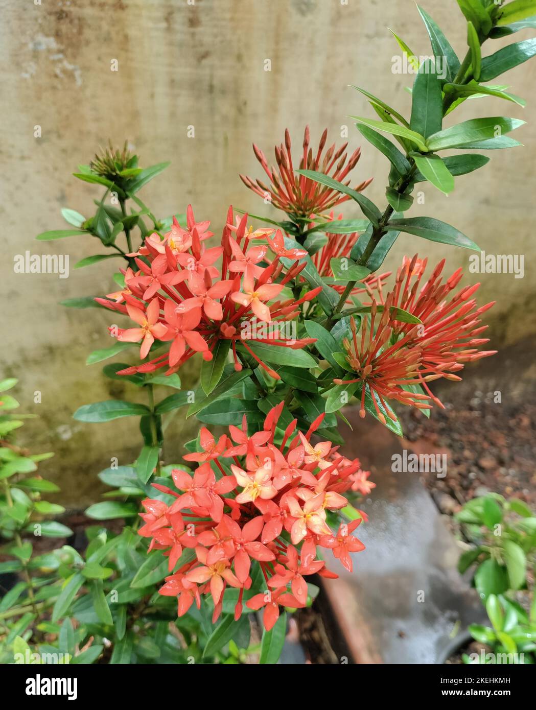 Ixora flowers plant hi-res stock photography and images - Alamy
