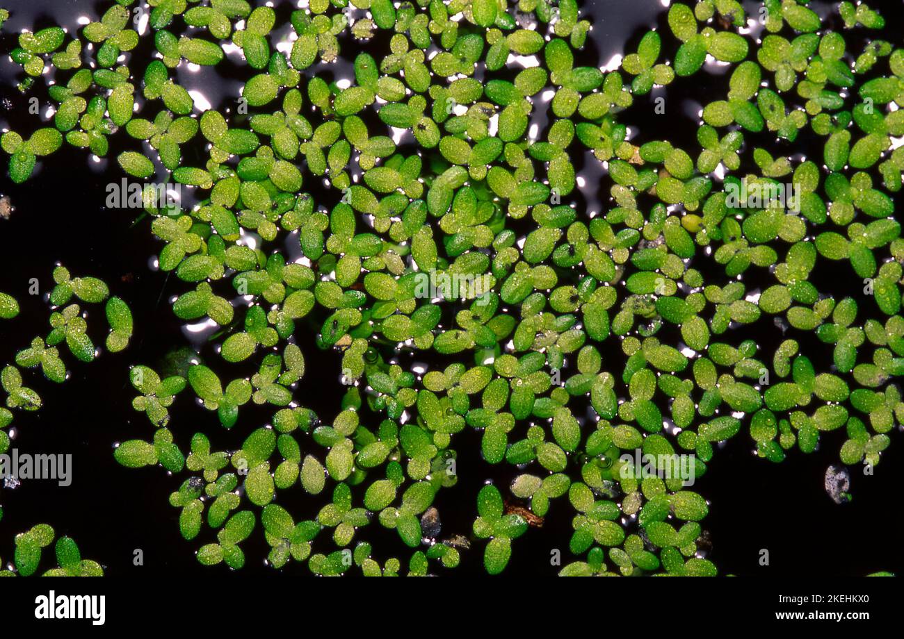Duckweed floating on a pond surface Stock Photo - Alamy