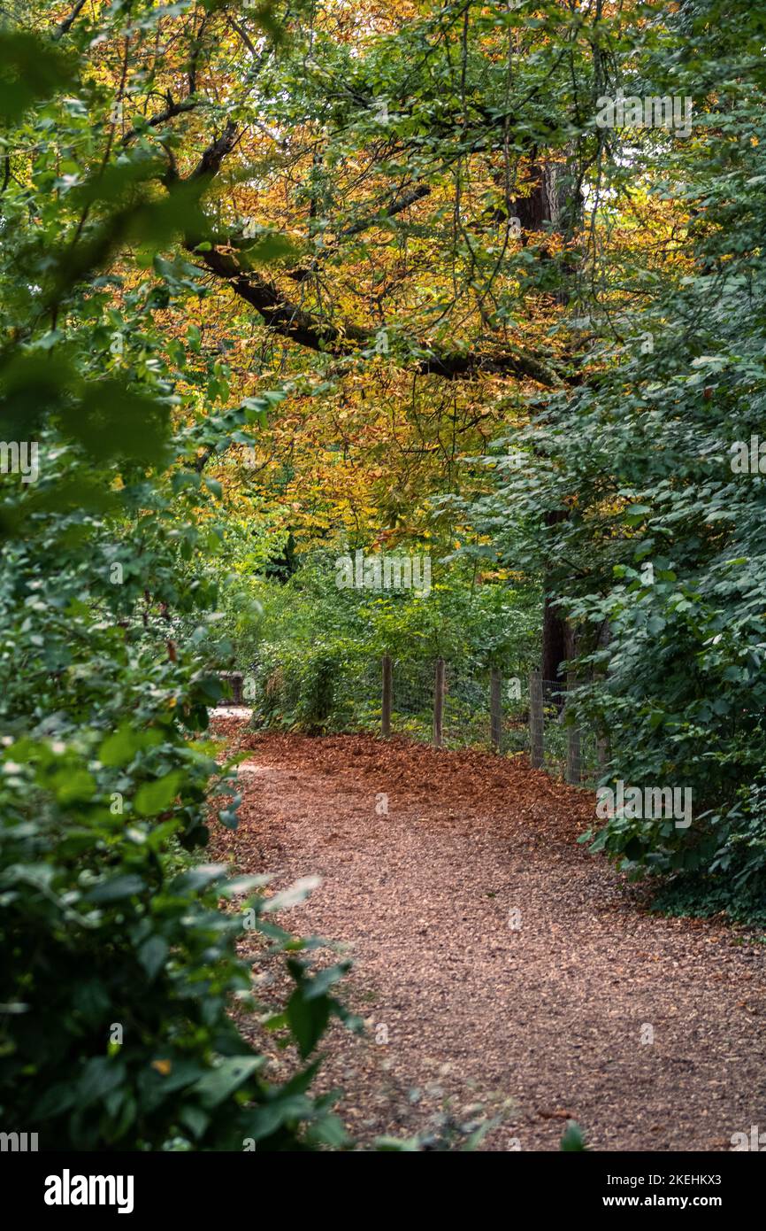 A vertical shot of a pathway with leaves surrounded by fall trees Stock ...