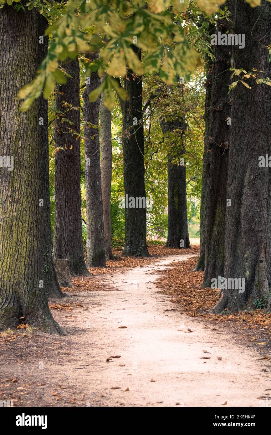A vertical shot of a pathway surrounded by tall trees in the daytime ...