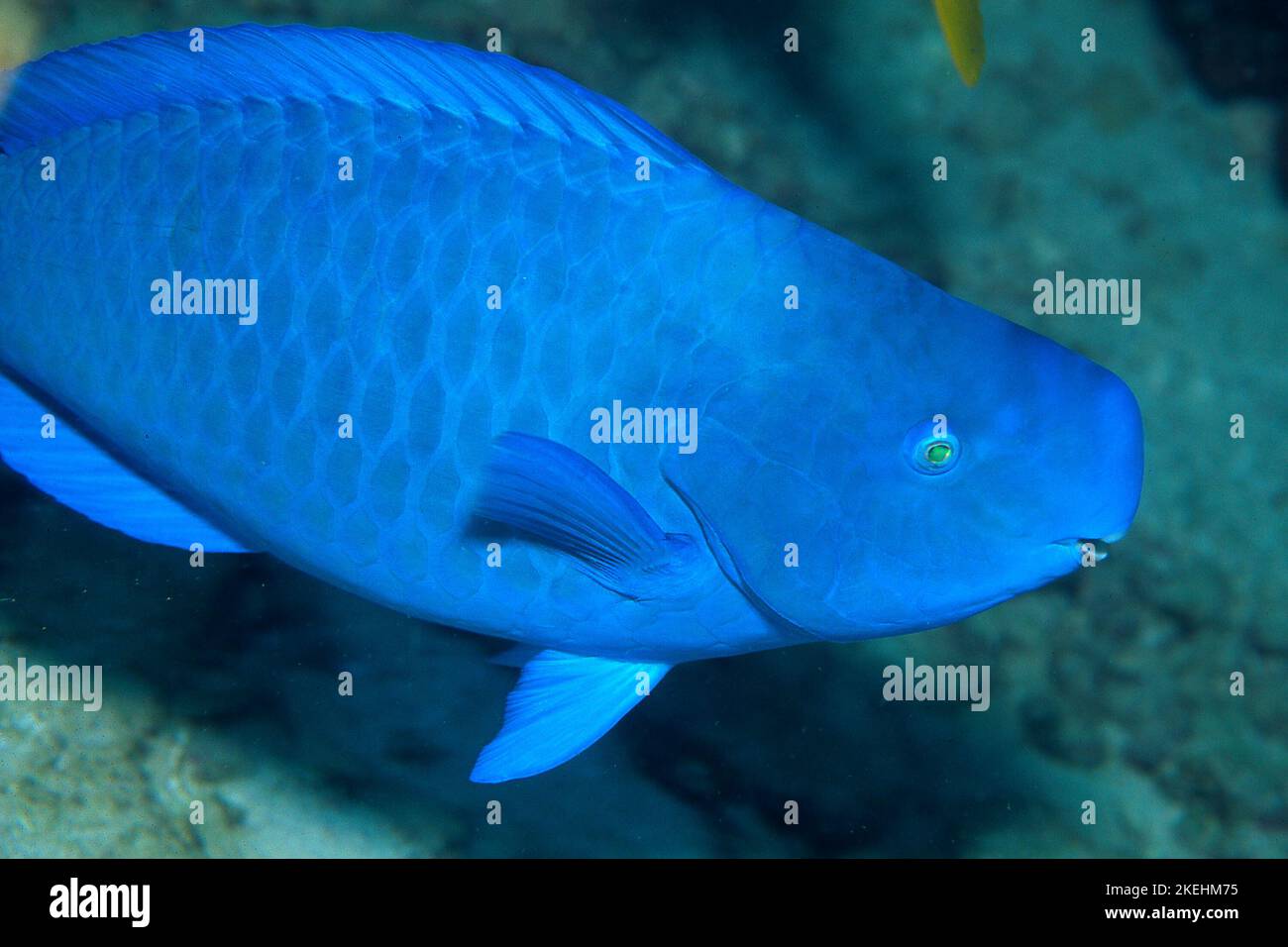 Blue Parrotfish underwater in the Florida Keys, Scarus coeruleus Stock ...