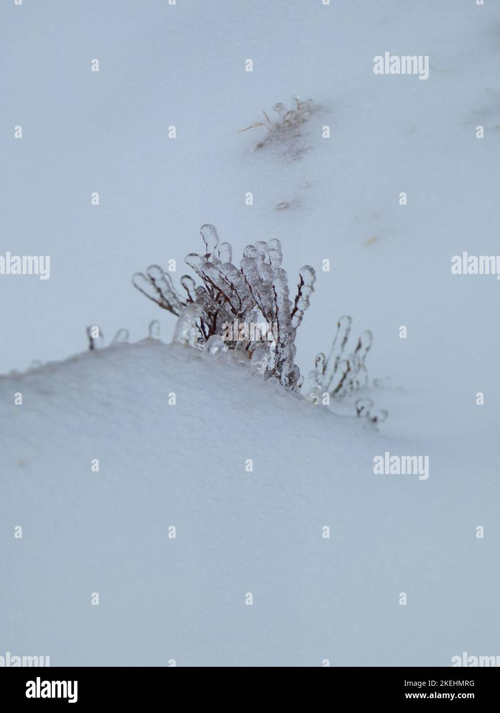 A vertical shot of dry plants in the snow Stock Photo - Alamy