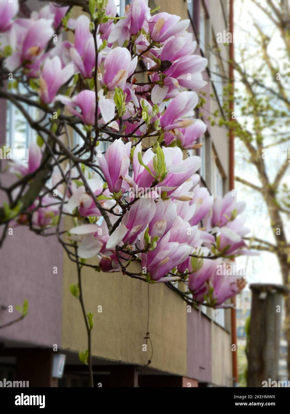 A vertical shot of a branch of magnolia flowers Stock Photo - Alamy