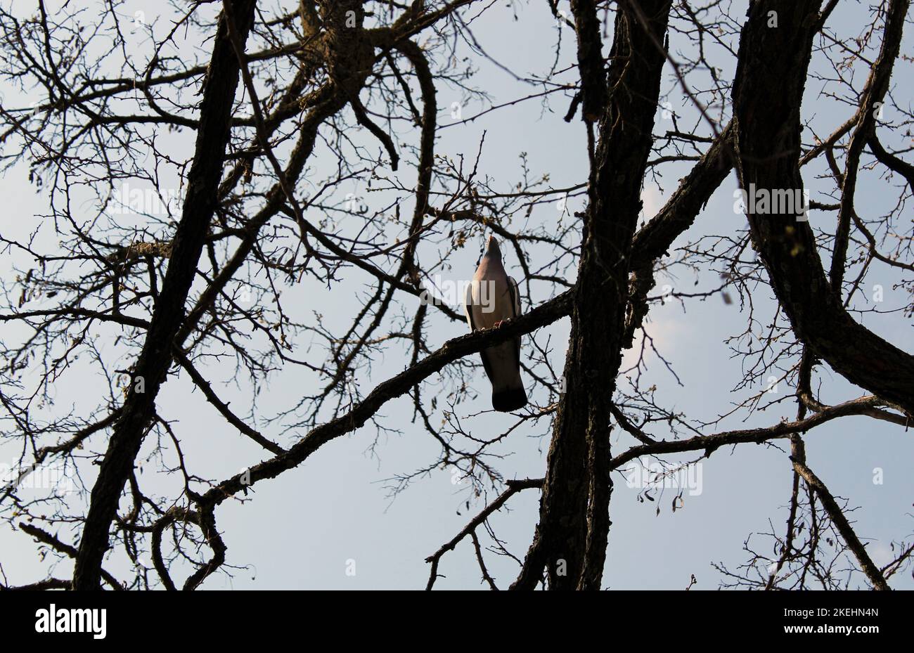 A low angle shot of a bird perched on dry branches Stock Photo - Alamy