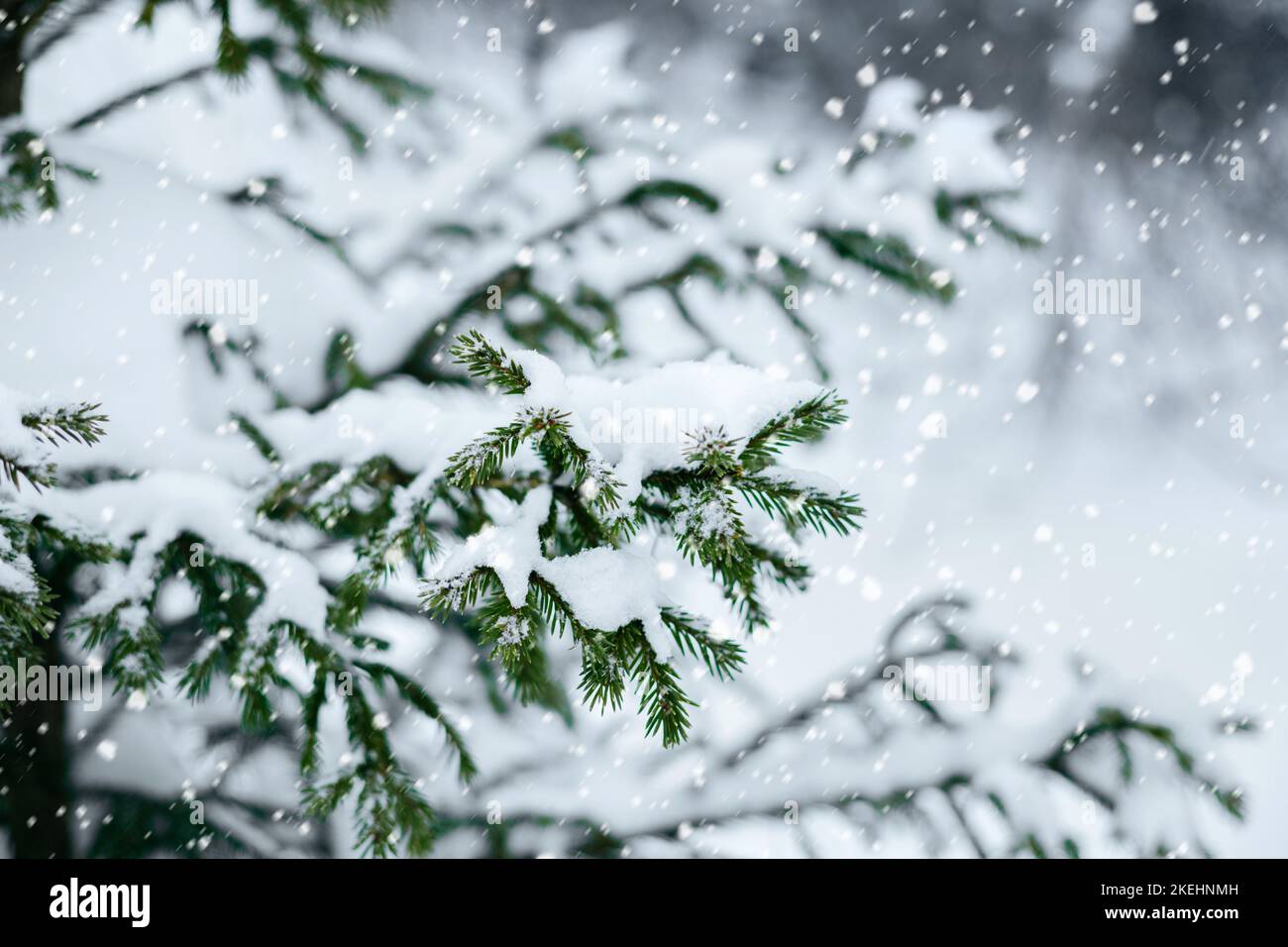 Fir branches in the snow with snowflakes. Snowfall in the forest. Snowy ...