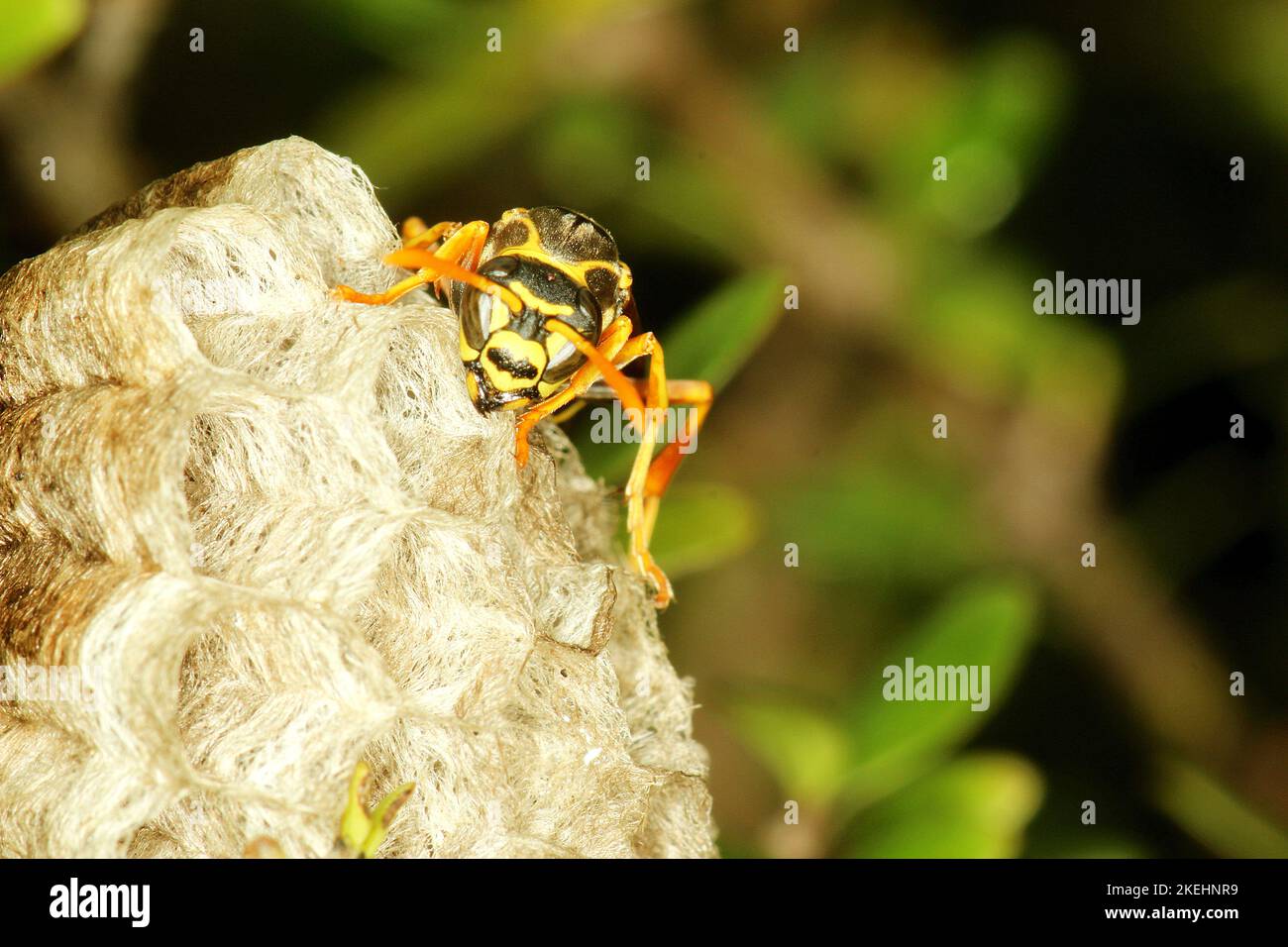 Asian paper wasp (Polistes chinensis) on nest Stock Photo - Alamy