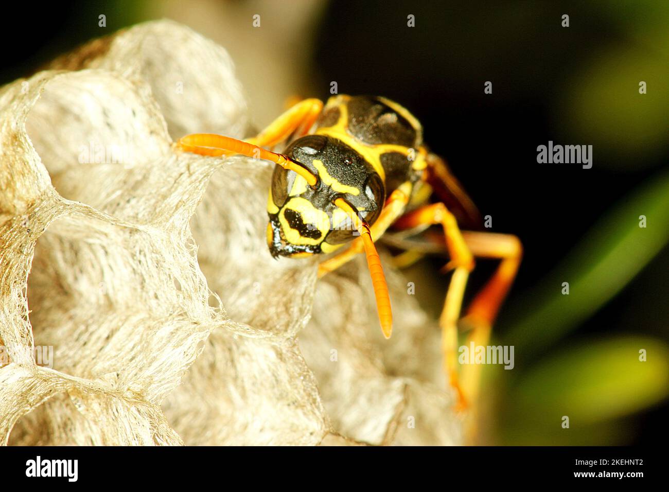 Asian paper wasp (Polistes chinensis) on nest Stock Photo - Alamy