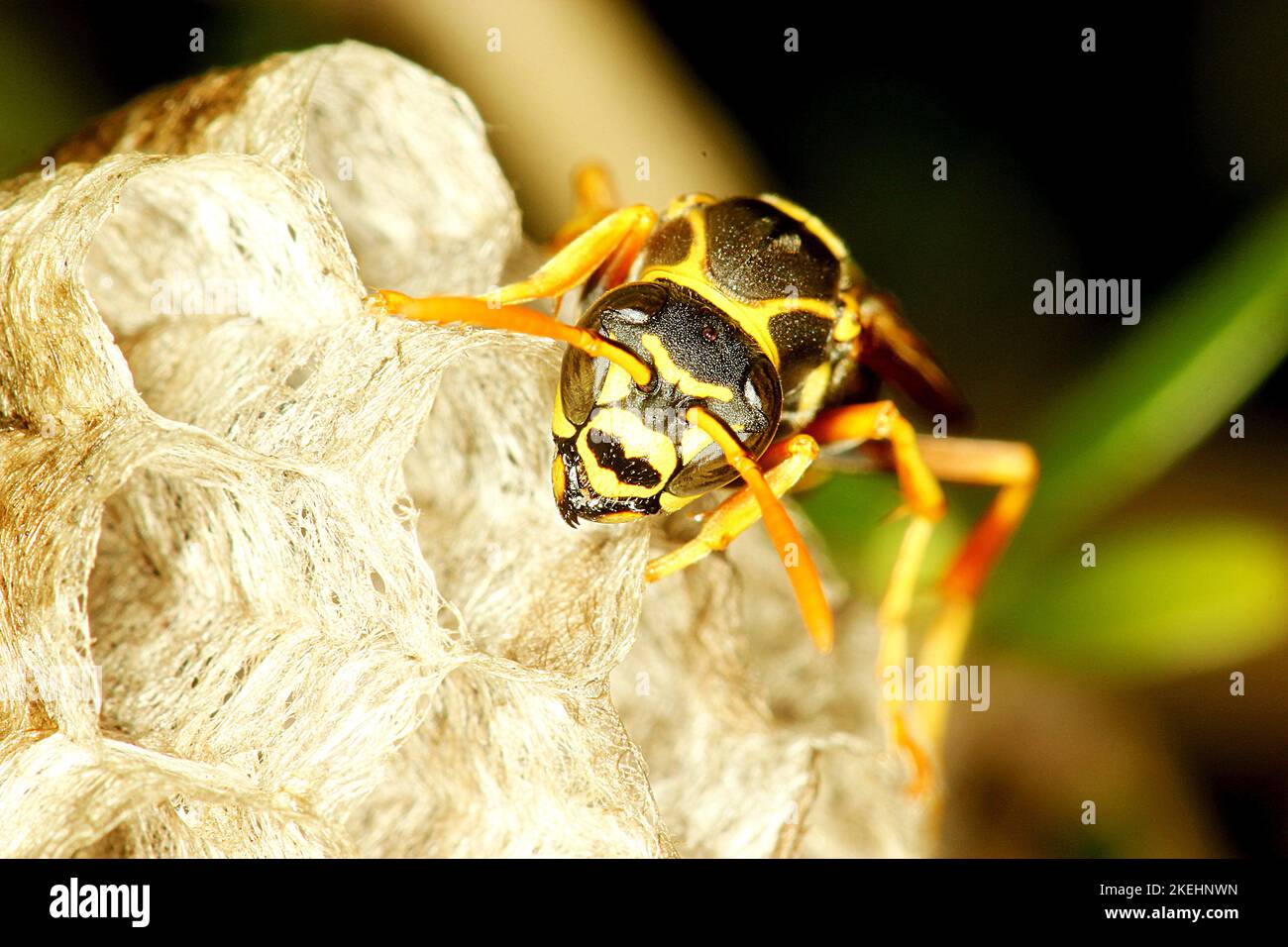 Asian wasp hi-res stock photography and images - Alamy