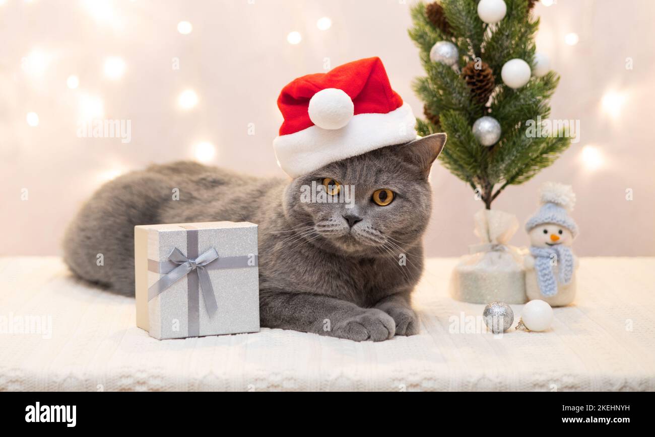 Cute cat in Santa Claus hat on Christmas decorations background ...