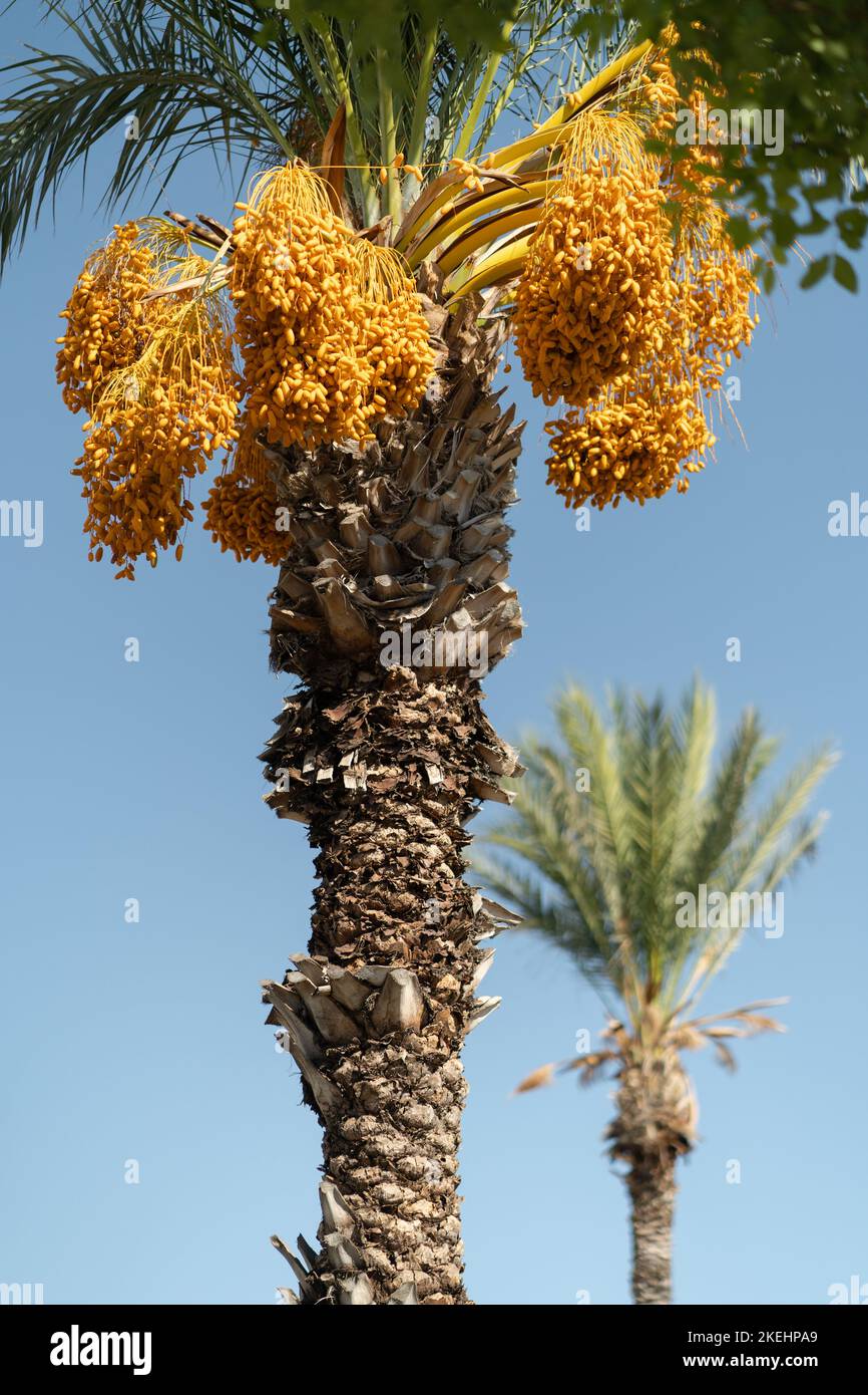 Orange unripe fruits of date tree hanging from tall palm tree located ...