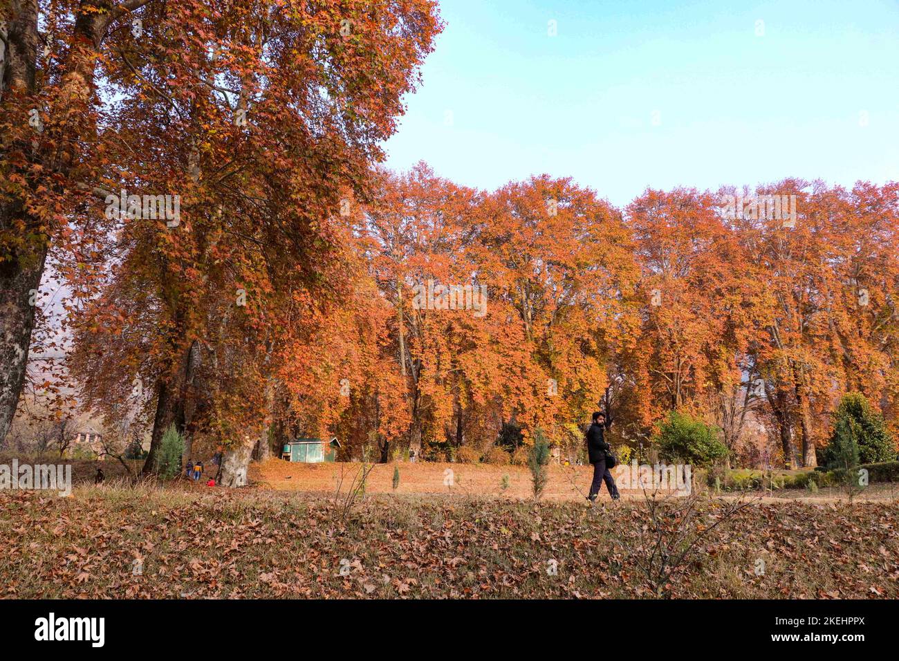 Leaves chinar leaves hi-res stock photography and images - Alamy