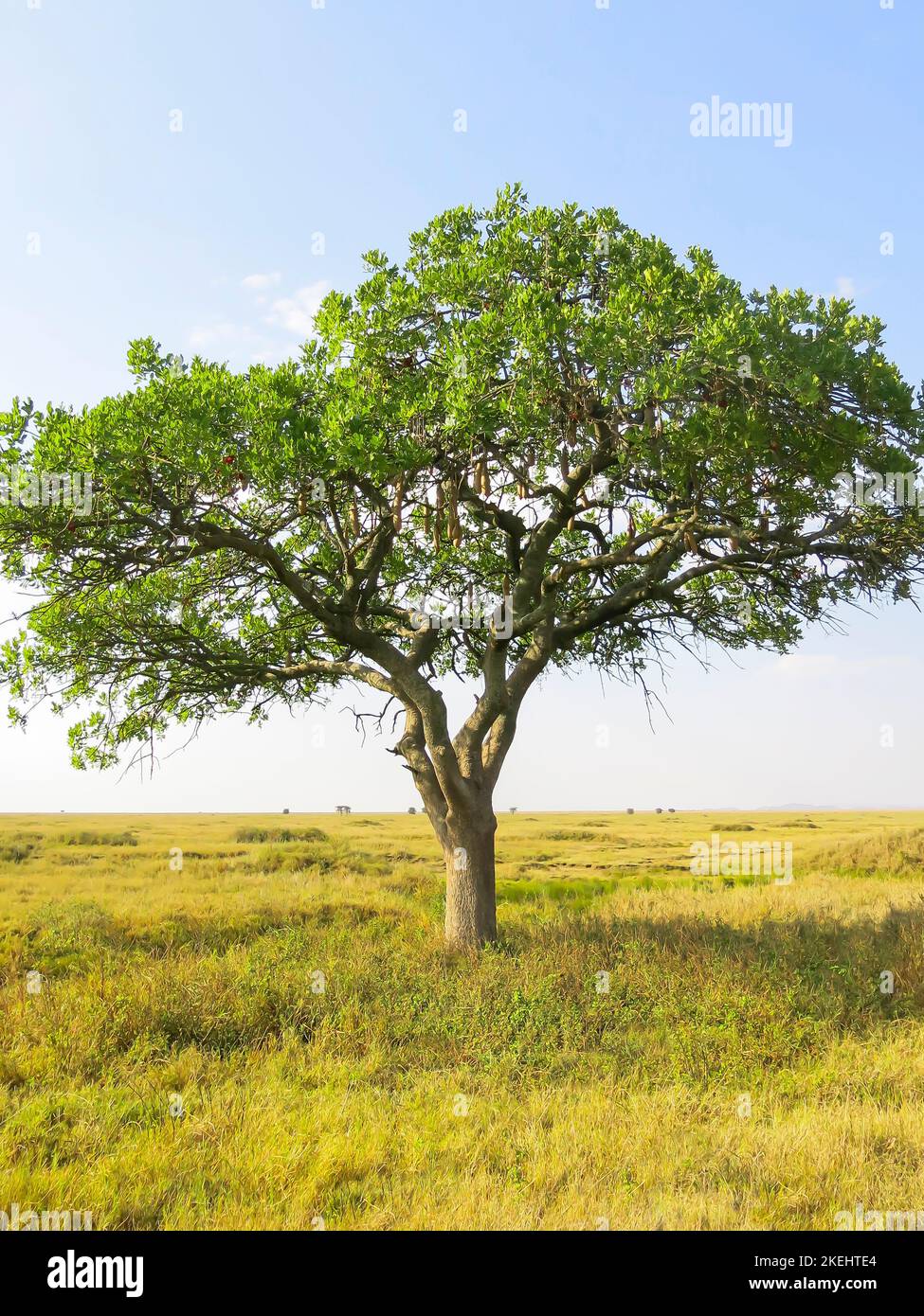 Kigelia (Sausage) Tree Stock Photo - Alamy