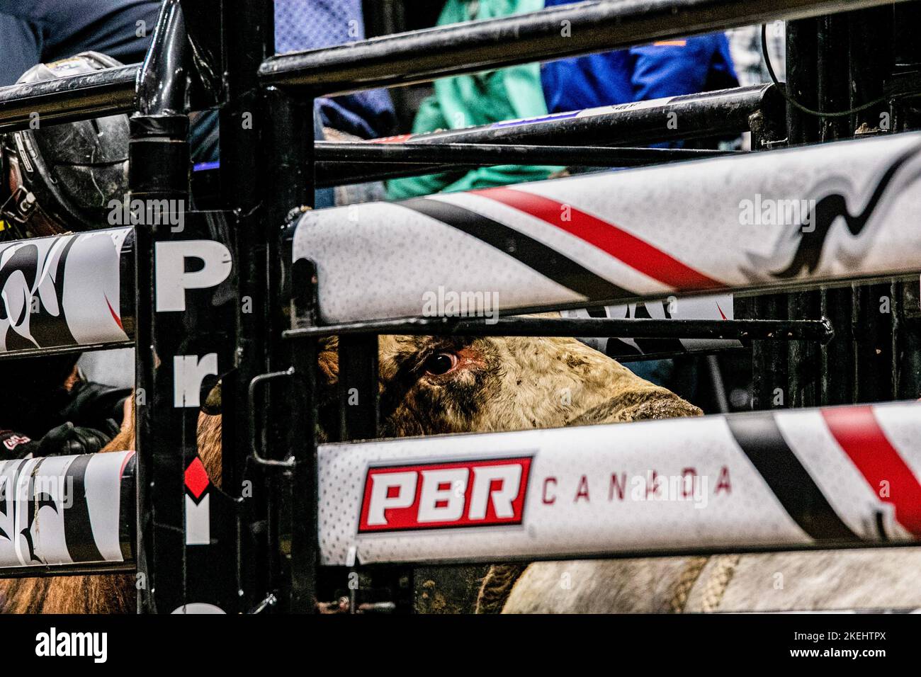 One of the bulls awaits his turn in the ring at the Canadian National ...