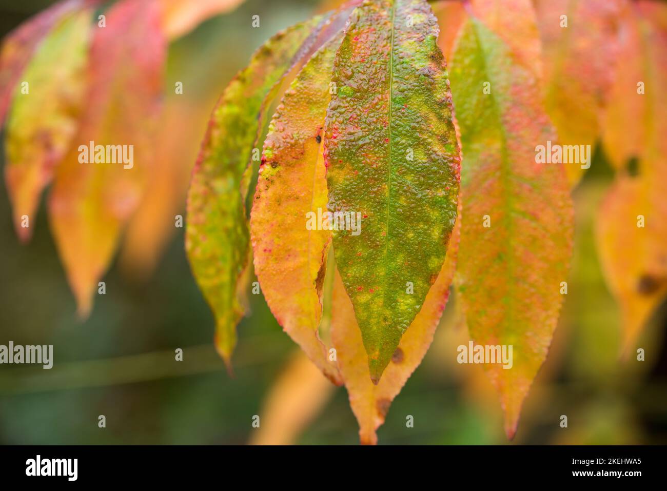 Prunus serotina, wild black cherry colorful fall leaves with water drops closeup selective focus ...