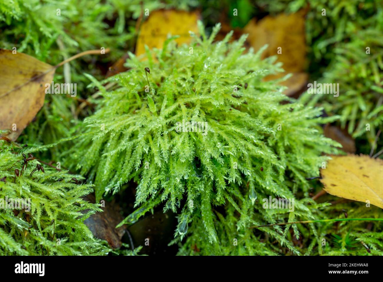 Moss fall leaf hi-res stock photography and images - Alamy
