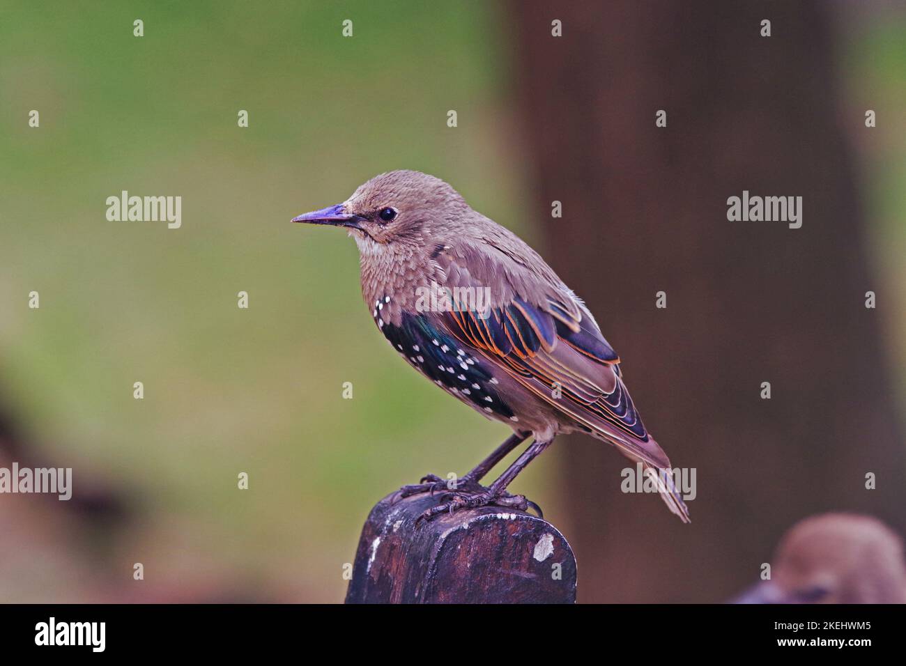 Beautiful starling hi-res stock photography and images - Alamy