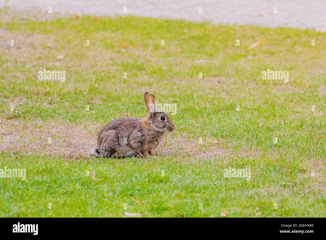 Rabbit city park landscape hi-res stock photography and images - Alamy