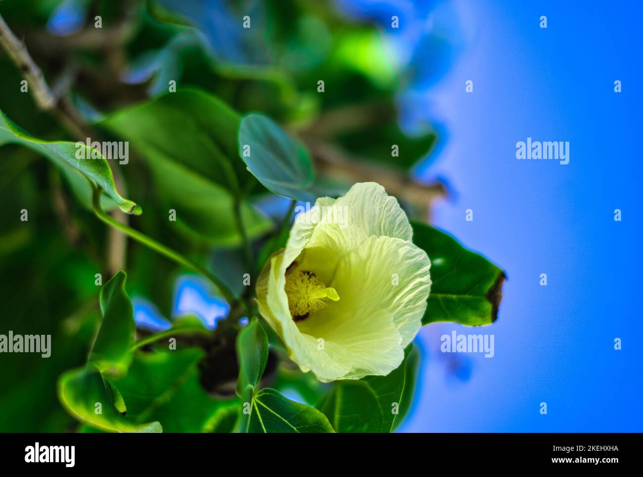 Flower of the portia tree hi-res stock photography and images - Alamy