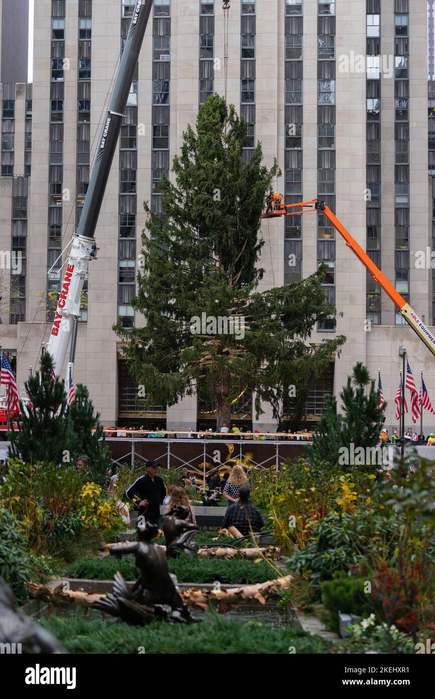 New York City, USA. 12th Nov, 2022. The 82 foot tall Norway Spruce Tree ...