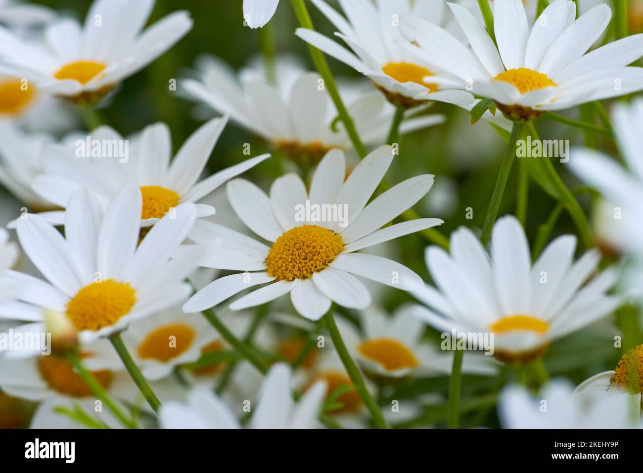 Daisy - Marguerite. Garden photos - the beautiful Daisy - Marguerite ...