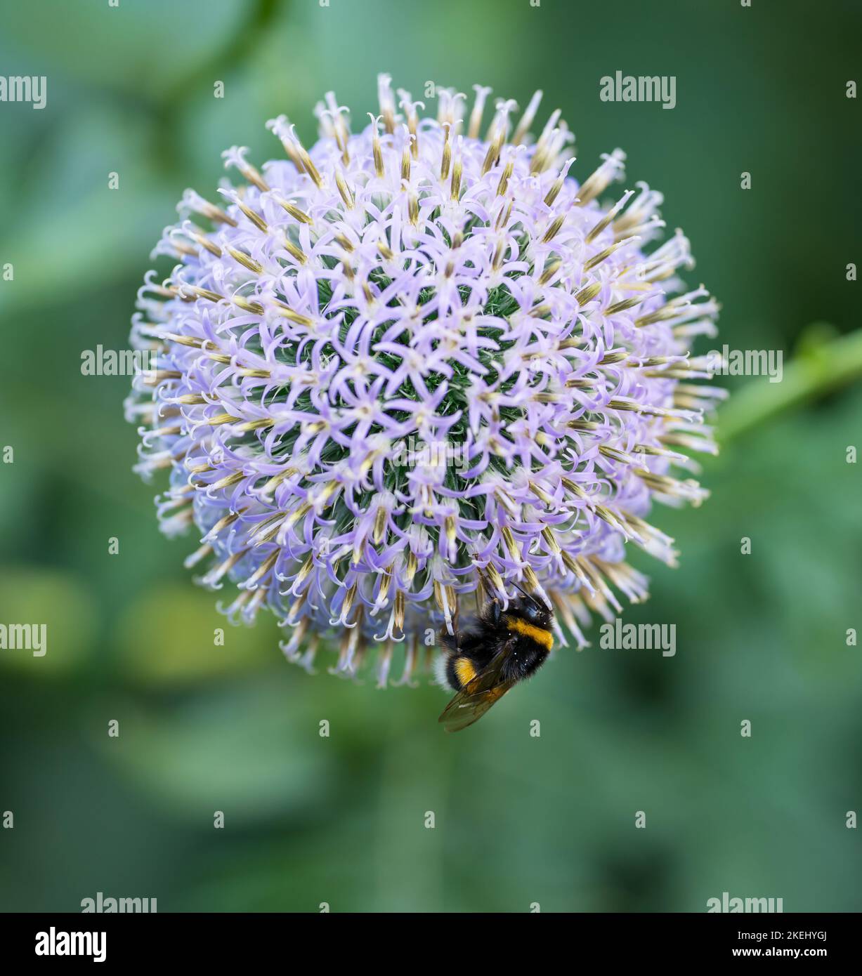 Globe Thistle flowers. Blue Globe Thistle Flowers, known as Echinops ...