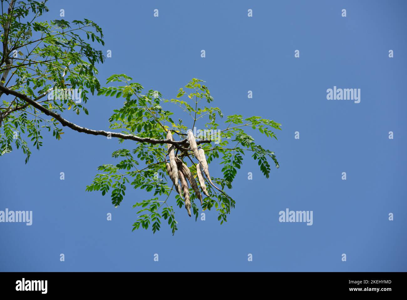 Nigerian Zogele plant (Moringa oleifera) Moringa leaves, Moringa flower ...