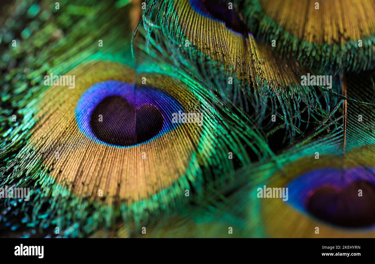 Single peacock feather hi-res stock photography and images - Alamy