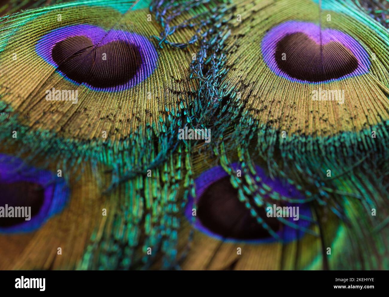 Beautiful, bright, shiny peacock feathers closeup. peacock feather ...
